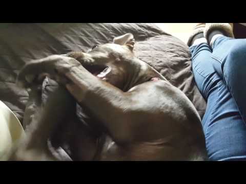 Why Does My Dog Lick Or Chew His Feet?