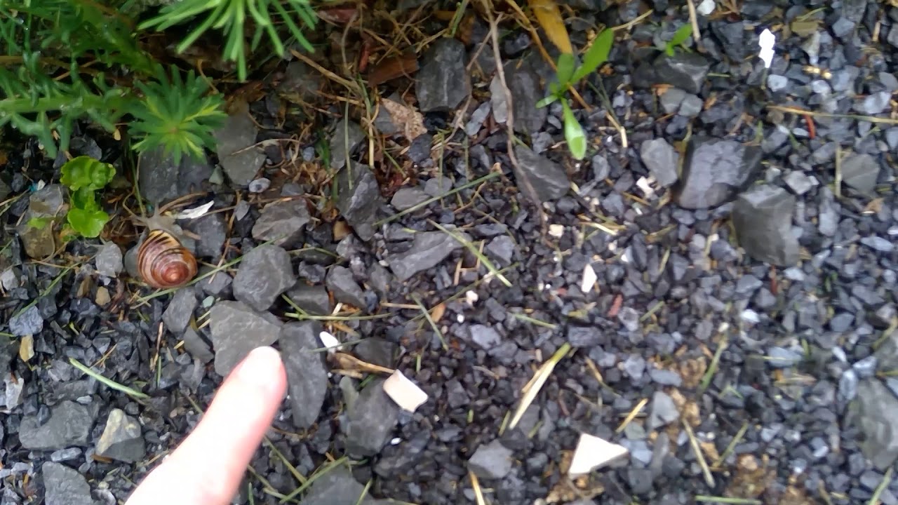 And So On #20: Rout of woodland snails - YouTube