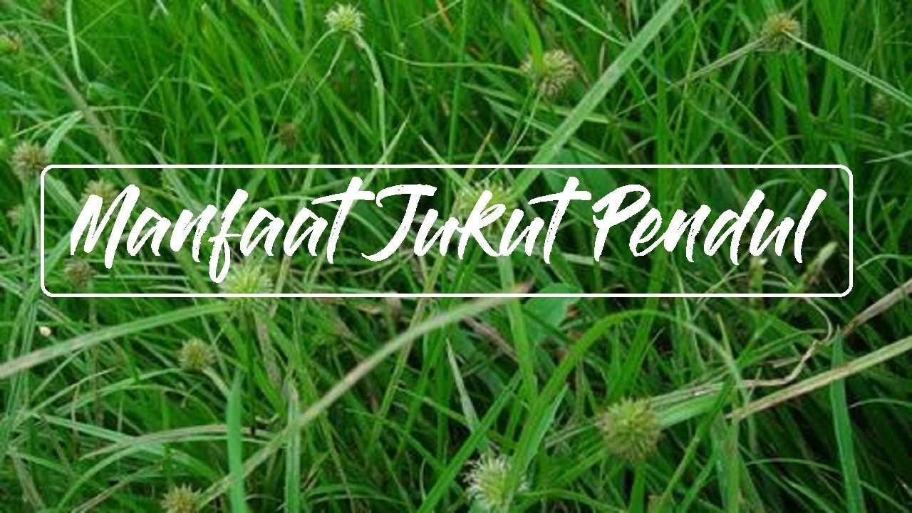 Info Kesehatan - Manfaat Tanaman Jukut Pendul Yang Tumbuh Liar - YouTube