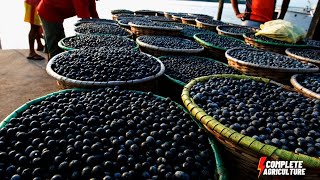 How To Harvest Acai berry? Brazilian Acai berries Cultivation, açaí Harvesting & Acai Processing