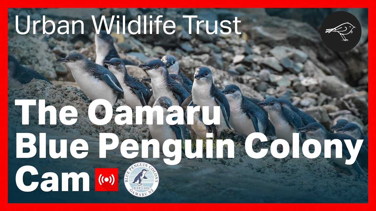 Oamaru Blue Penguin Colony Live Cam - YouTube