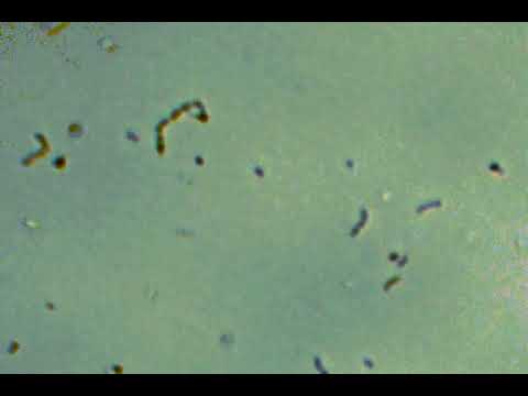 Yogurt bacteria under a microscope