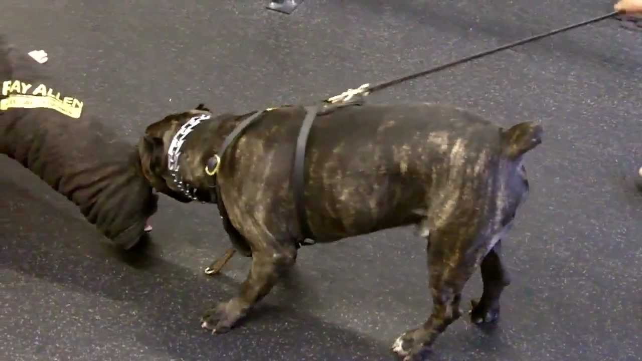 Working Mastiff - Storm - YouTube