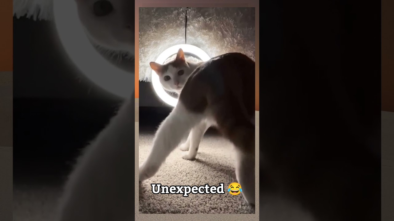 Sigma cats part 2 🤣| expect the unexpected 😂 #shorts - YouTube