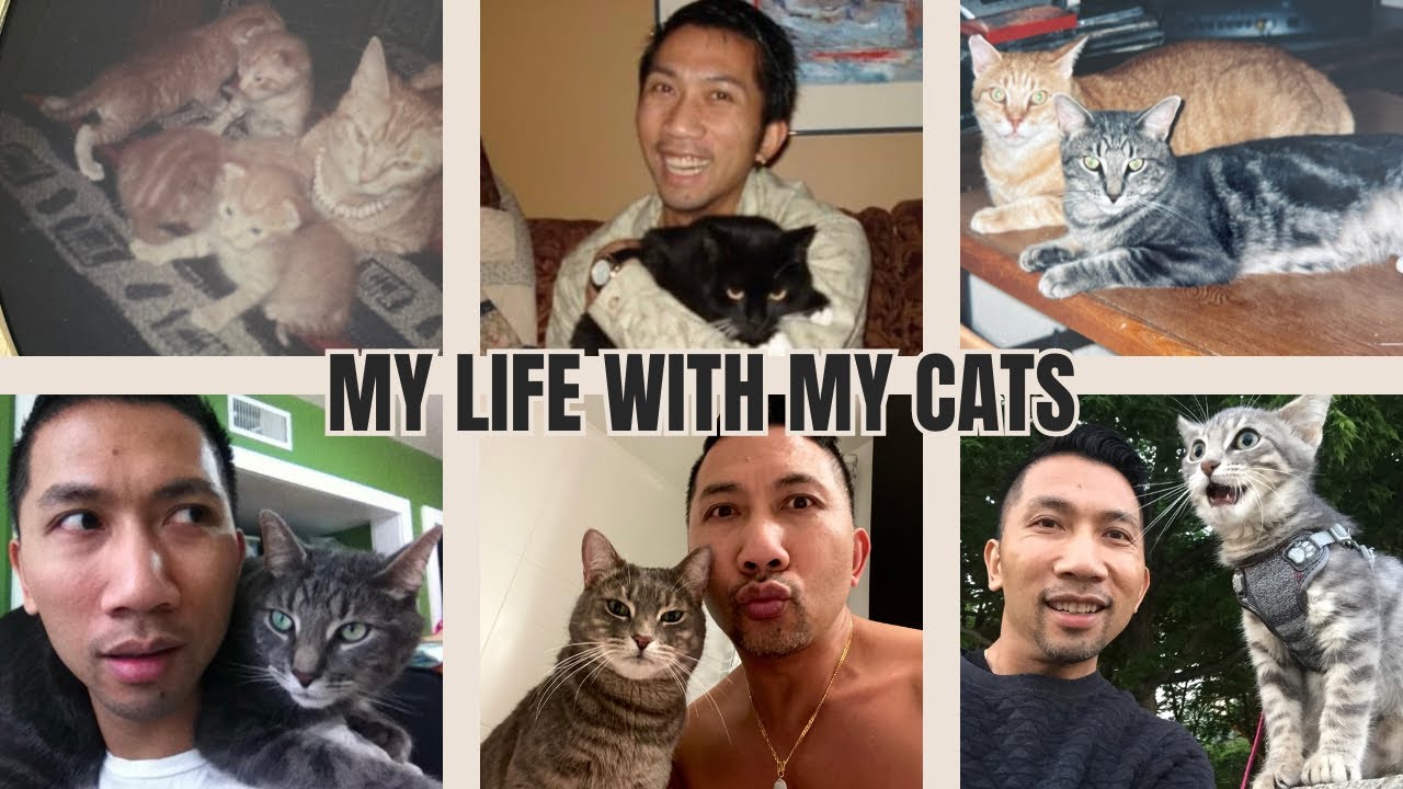 My Life with My Cats. - YouTube
