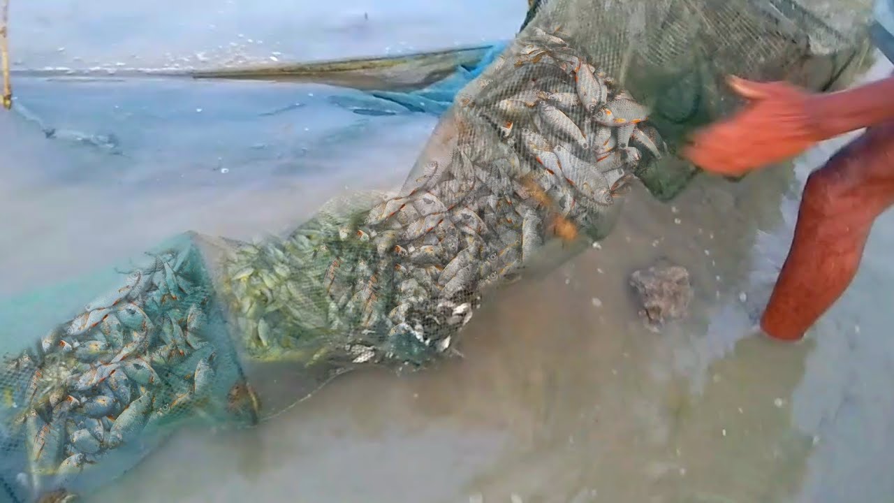 Village Poor Fisherman Catch Fish | Amazing Net Fishing Video ...