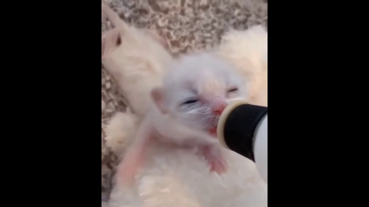 Evolución gato facha - YouTube