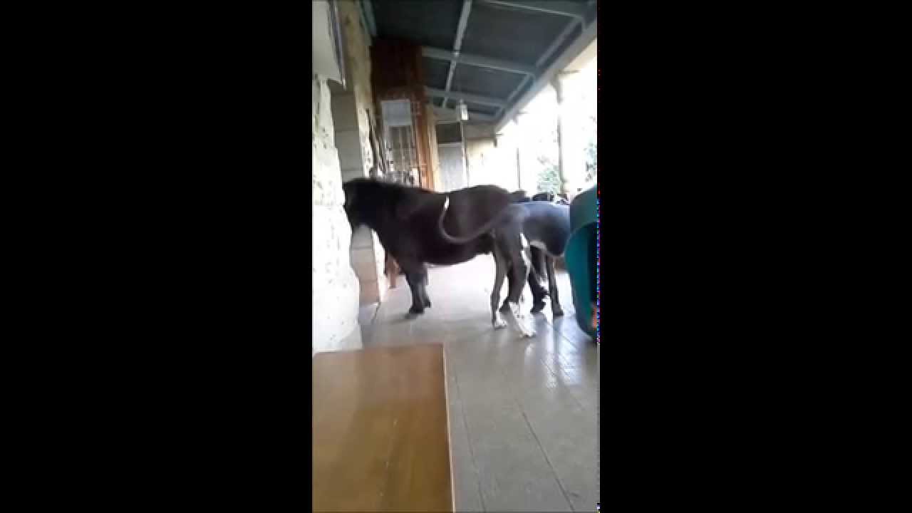 Pony Farts in Great Dane's face - YouTube