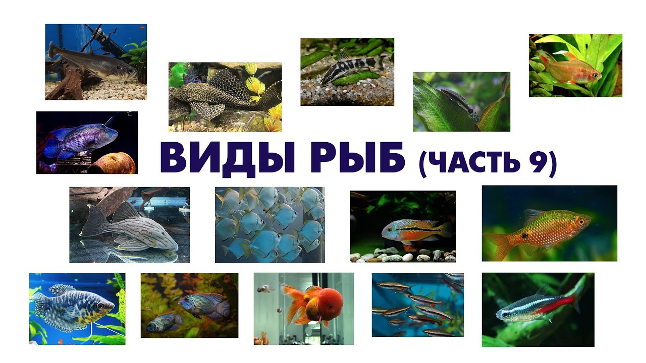 Учим виды рыб (часть 9) \ карточки Домана\ Learning Fish species (part ...