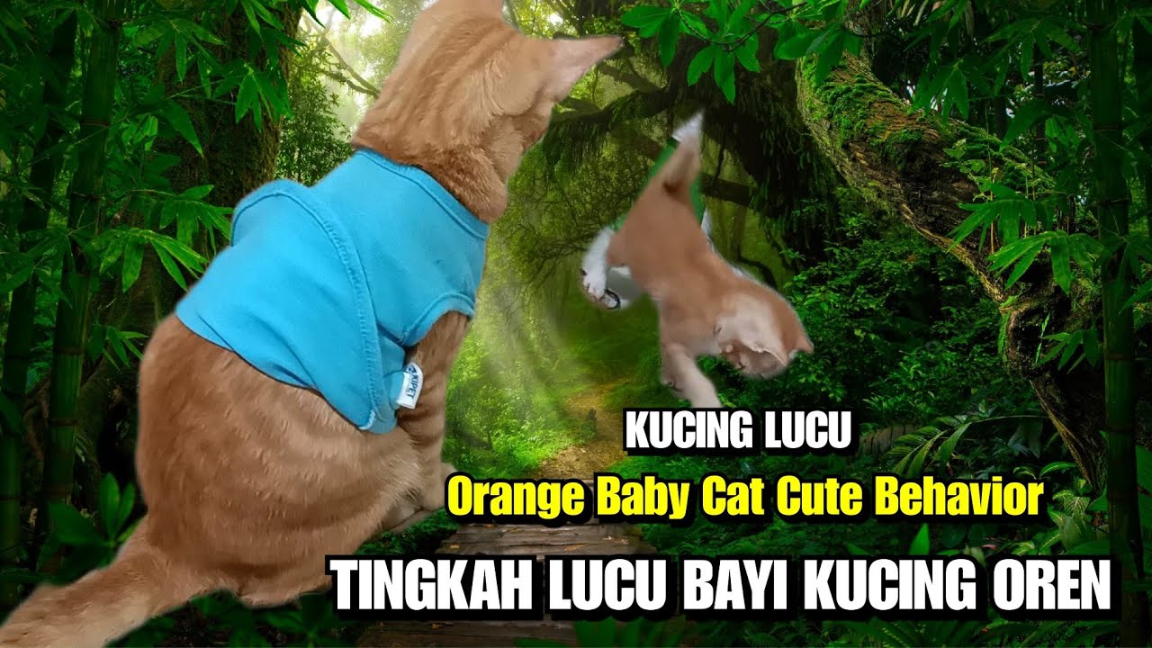 KUCING LUCU TINGKA LUCU BAYI KUCING OREN - FUNNY CAT LEVEL FUNNY BABY ...