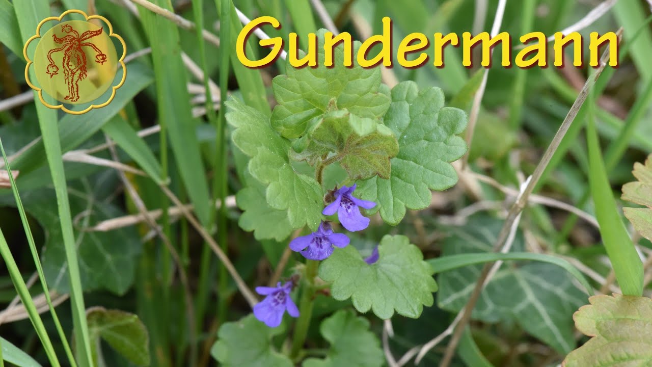 Heilpflanze: Gundermann - YouTube