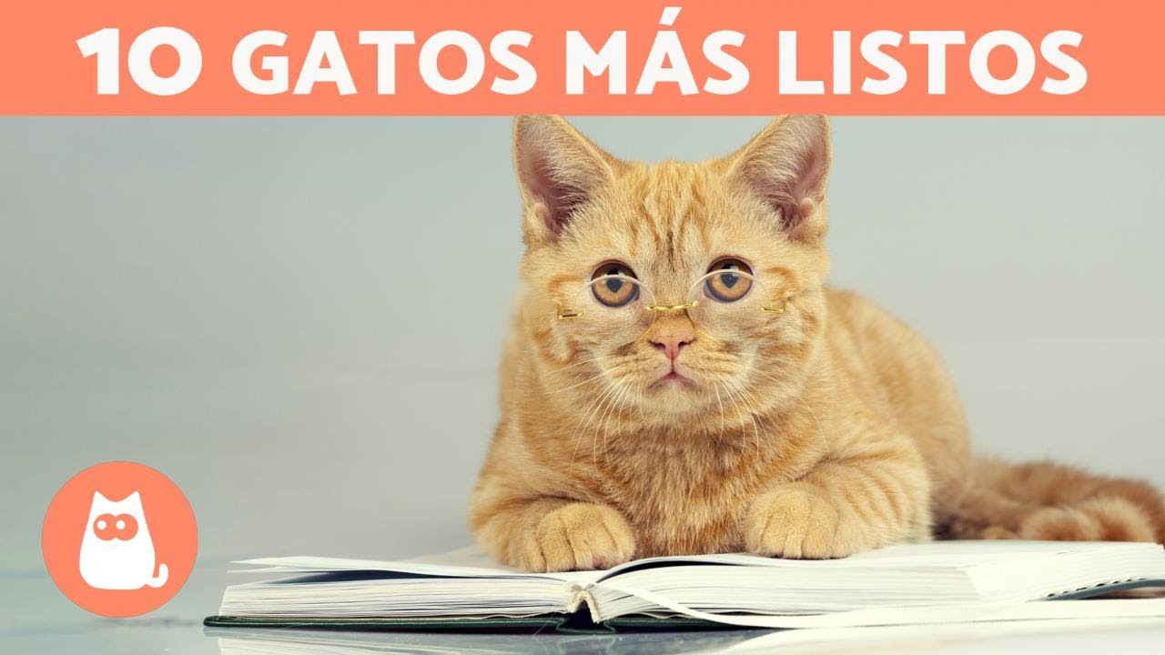 RAZAS de GATOS más INTELIGENTES del mundo 🐱💡 TOP 10 - YouTube