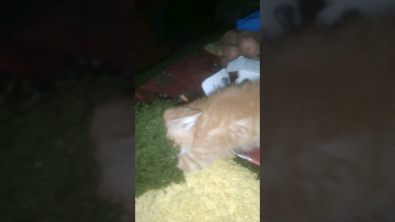 hello Tommy - YouTube