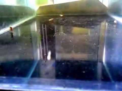 killifish Nothobranchius Guentheri Zanzibar - YouTube
