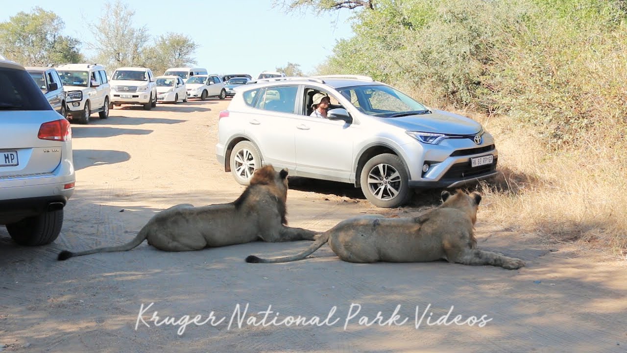 Lion Traffic Jam - Wildlife Videos Kruger National Park. - YouTube