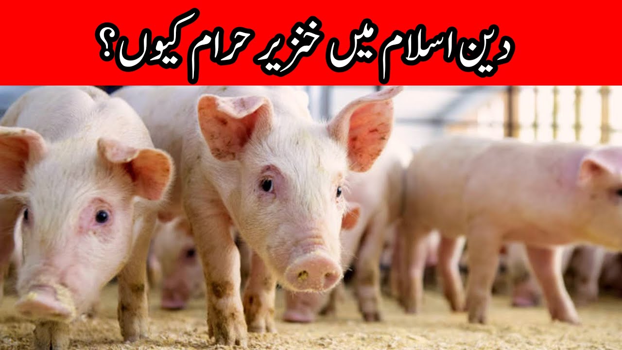 Why Pork is Prohibited in Islam? | Islam main khanzer kyn haram hy ...
