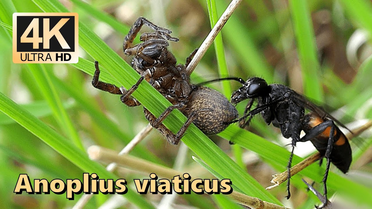 Black-banded spider wasp (Anoplius viaticus) - YouTube