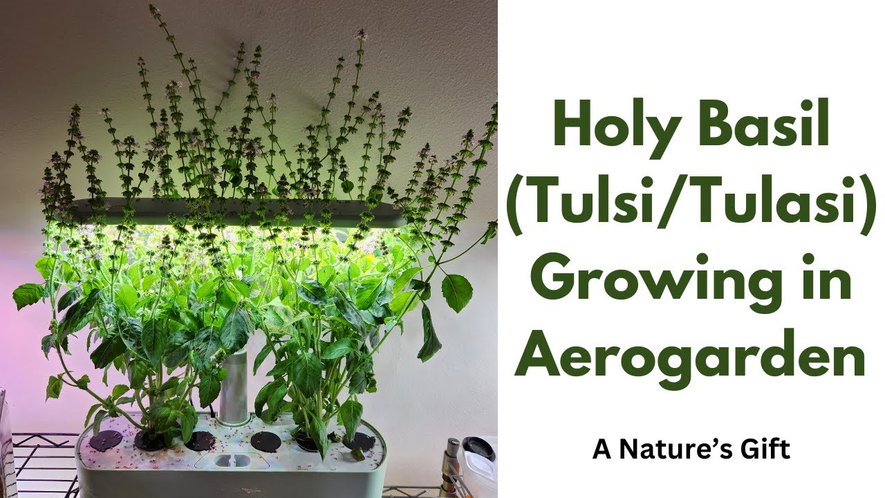 Can Tulsi Plant Grow Indoors