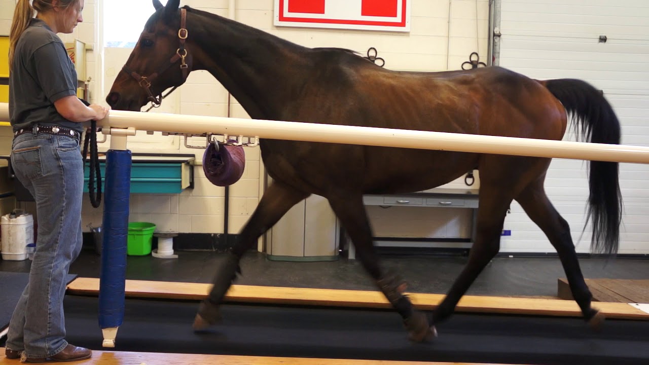 Equine Treadmill Demonstration II - YouTube