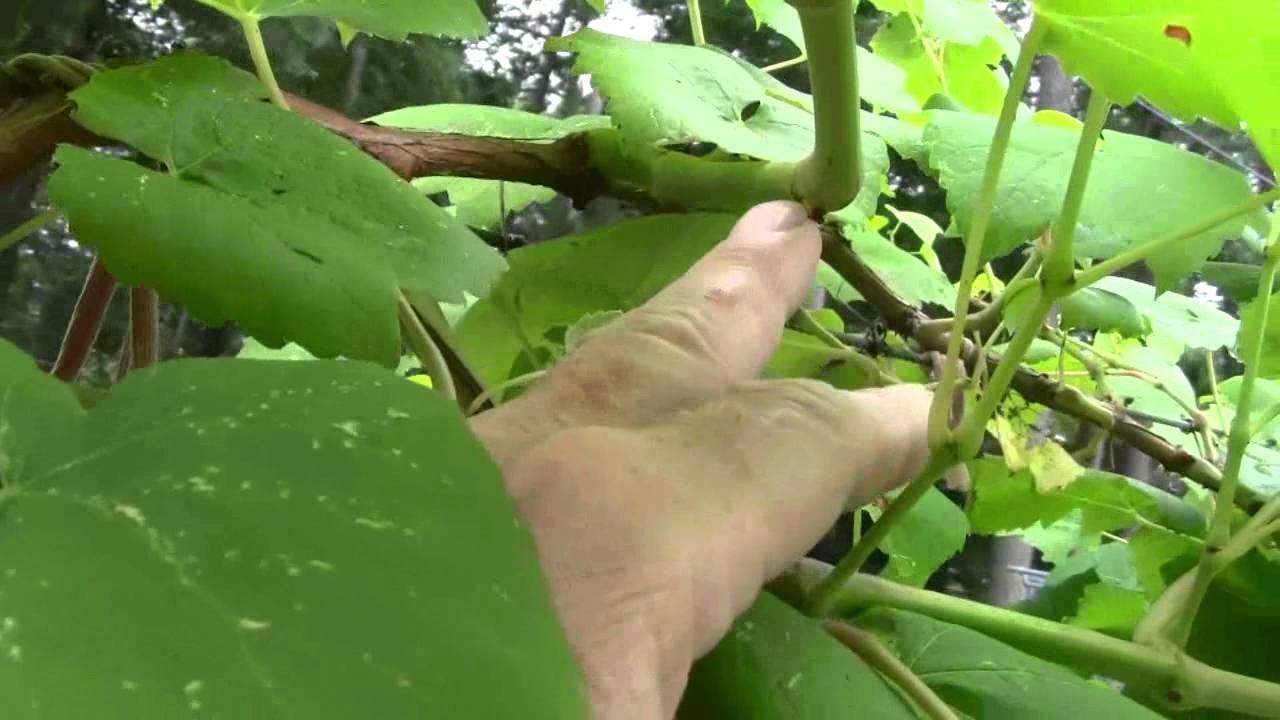 GRAPEVINES SHOWING SECOND YEAR GROWTH - YouTube