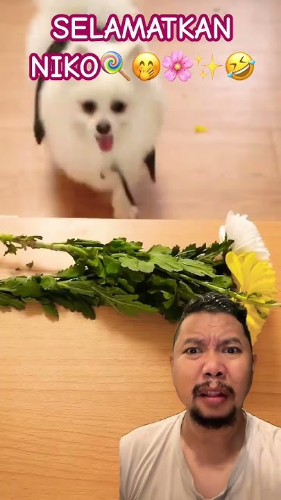 RIP SI NIKO MALANG!!!? #dog #funny #shorts #comedy - YouTube