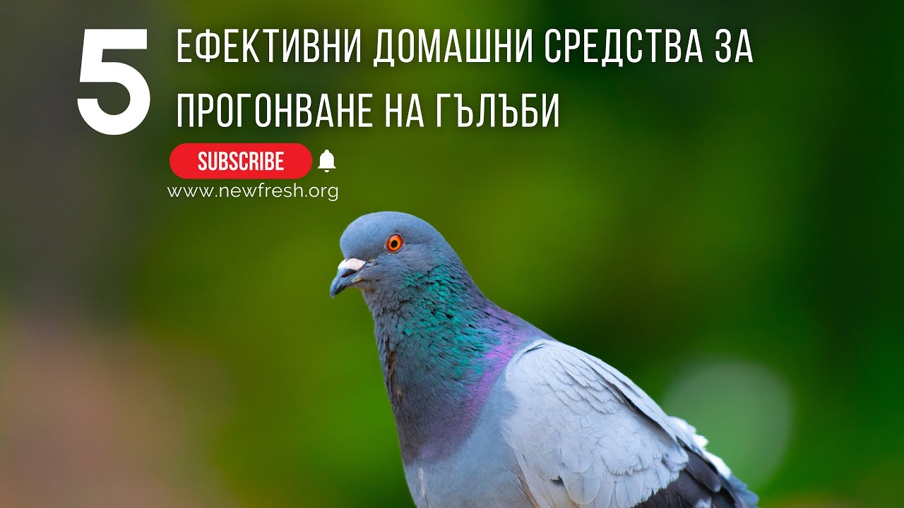 5 средства за прогонване на гълъби Youtube