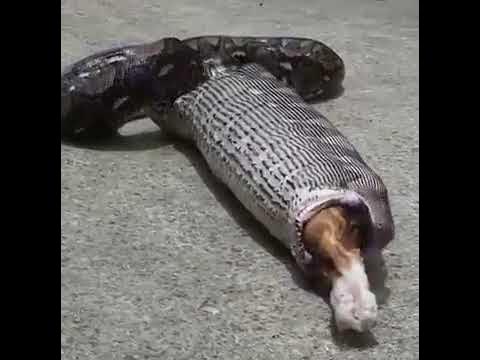 Big snake eat cat , But the cat still alive! HOW?! - YouTube