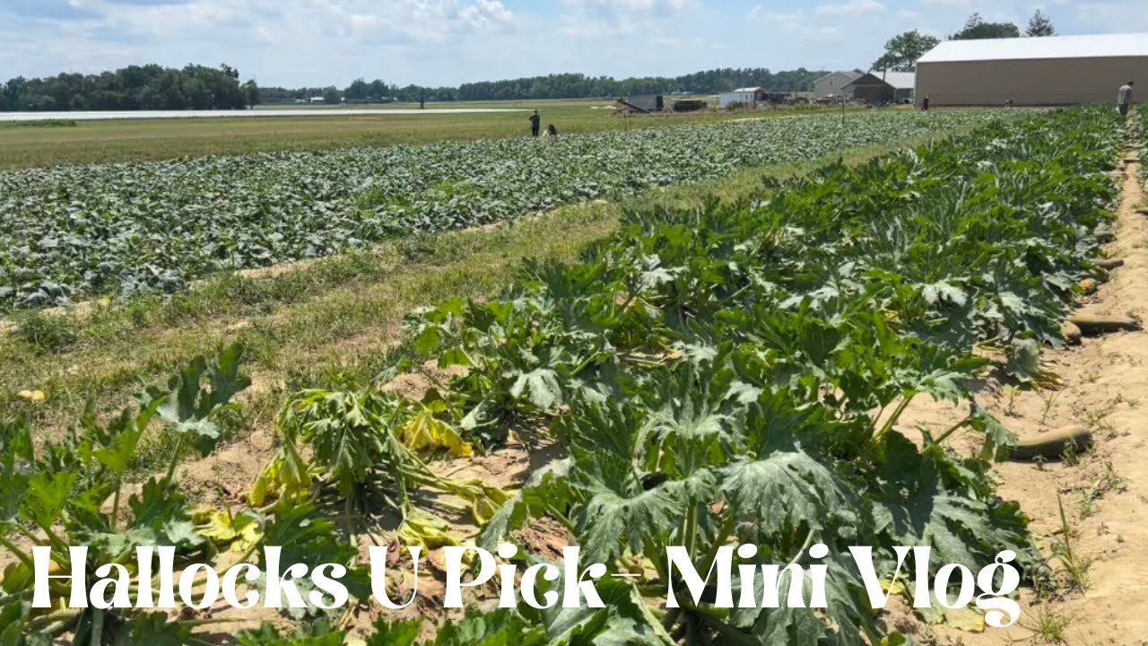 Hallock's U-Pick Farm (July Mini Vlog) - YouTube