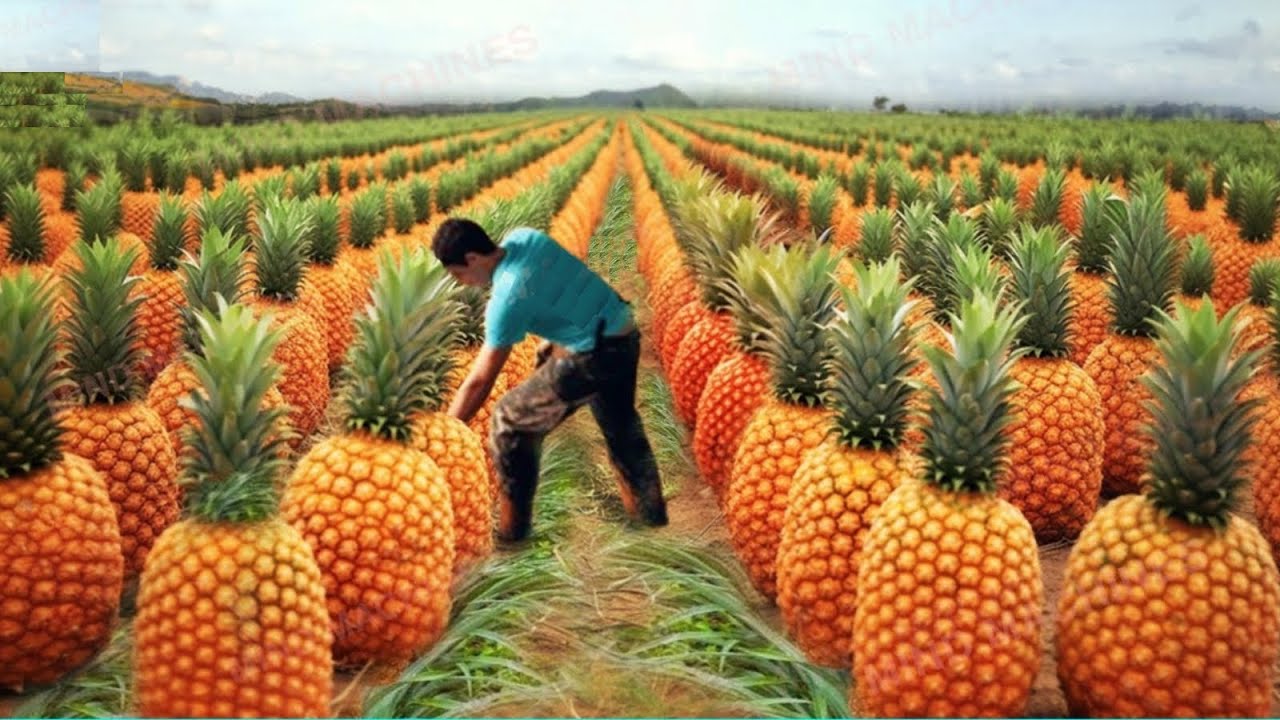Huge Pineapple Business Creating the Next Generation of Millionares ...