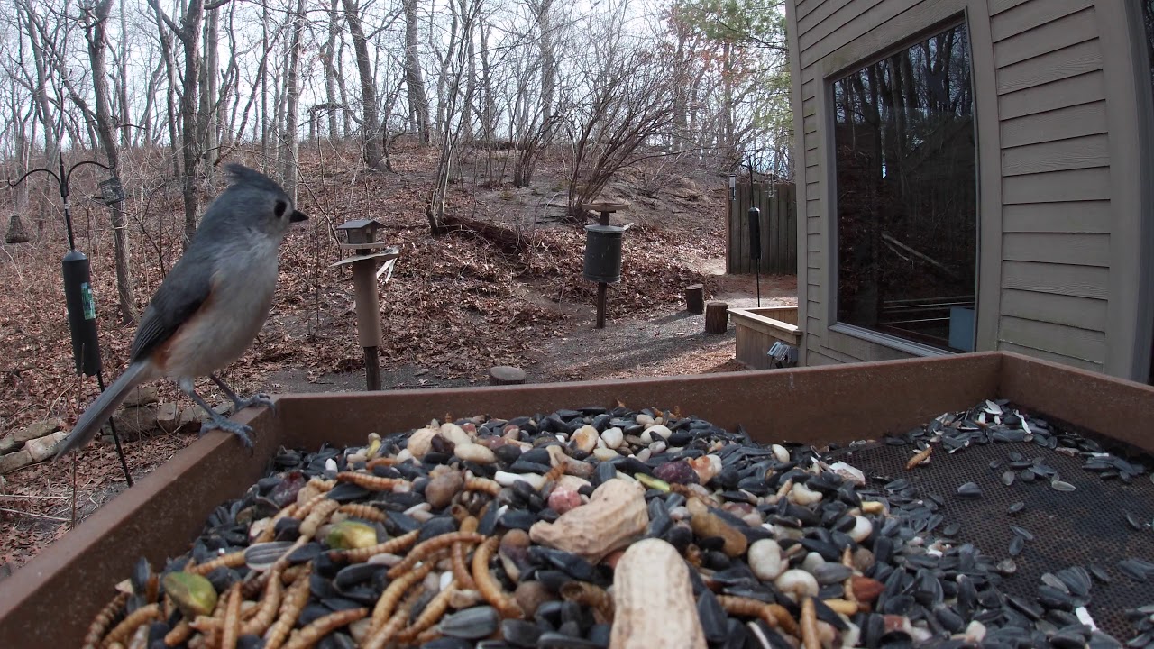 chickadee titmouse nuthatch Nature center Indiana dunes State park ...