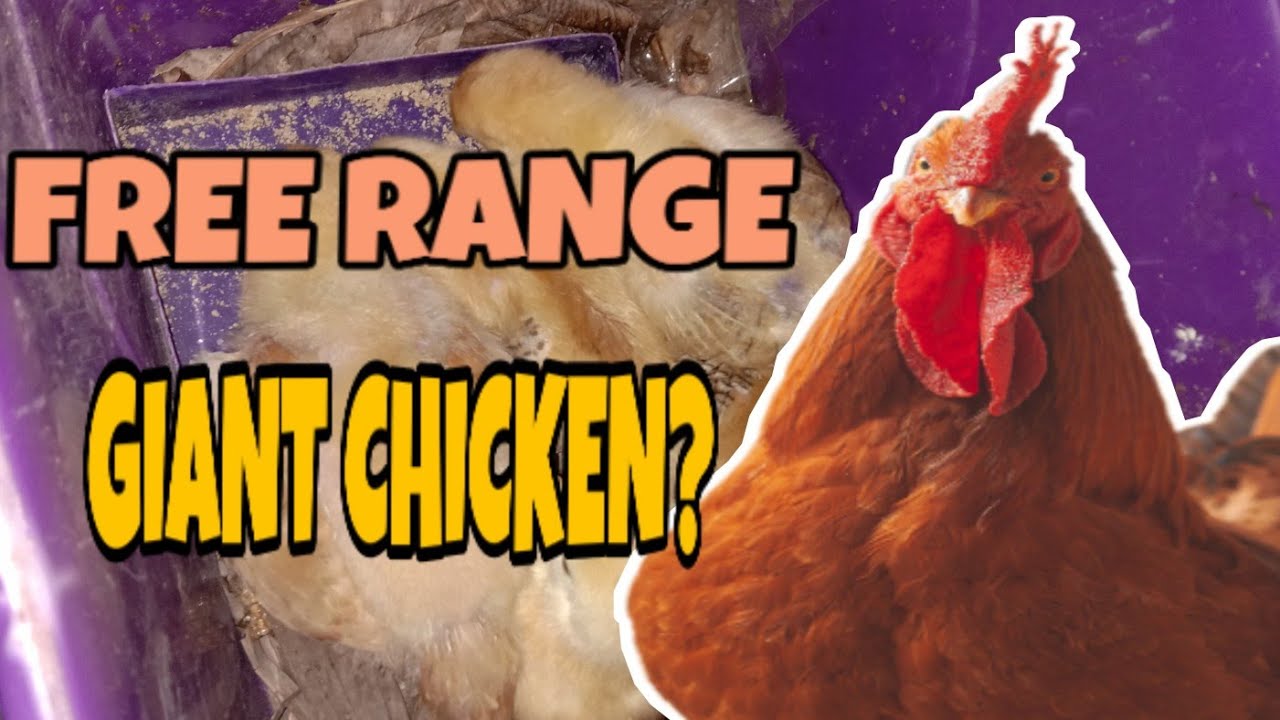 My "KABIR CHICKEN" in my backyard !(Update) #giantchicken,# ...