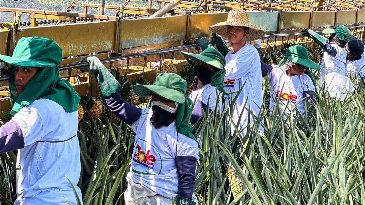 Dole Philippines, Inc. Boosts Agricultural Operations with Kacific ...