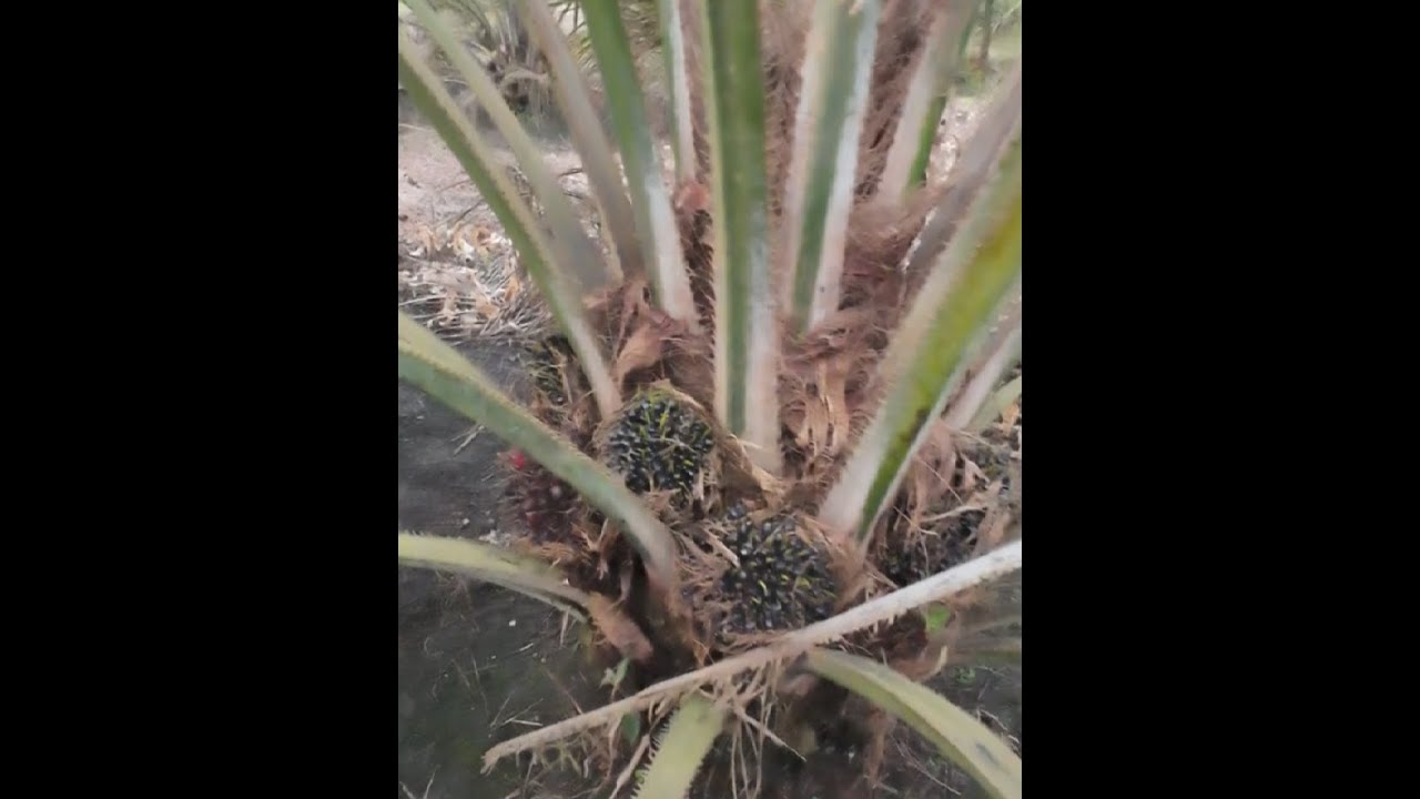 Review Verdant Select TBM & TM Punya PT - YouTube