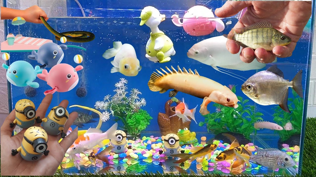 Collection of Cute Animals,cute dragon fish,koi fish,glofish,mini ...