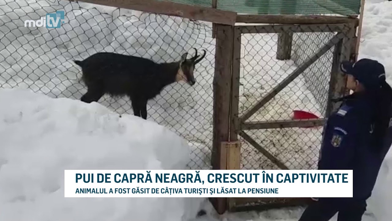 PUI DE CAPRA NEAGRA CRESCUT IN CAPTIVITATE YOUTUBE - YouTube