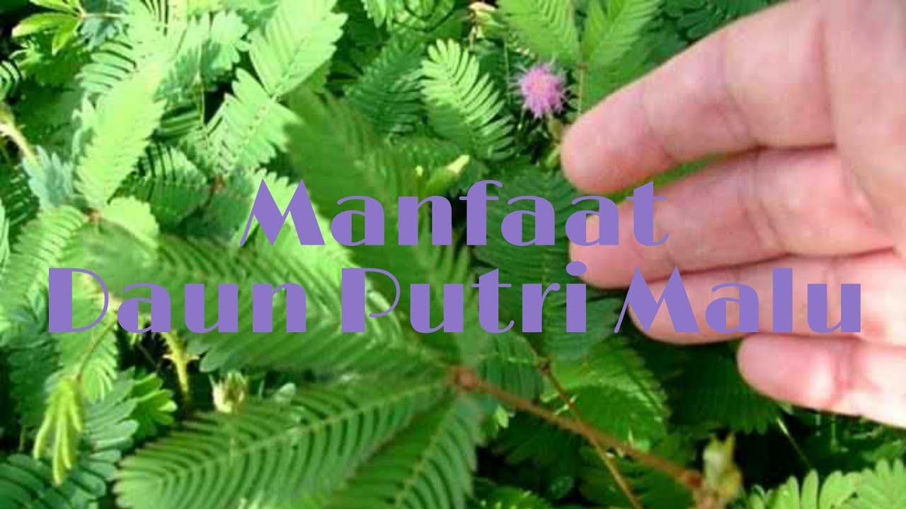 Manfaat Daun Putri Malu - YouTube