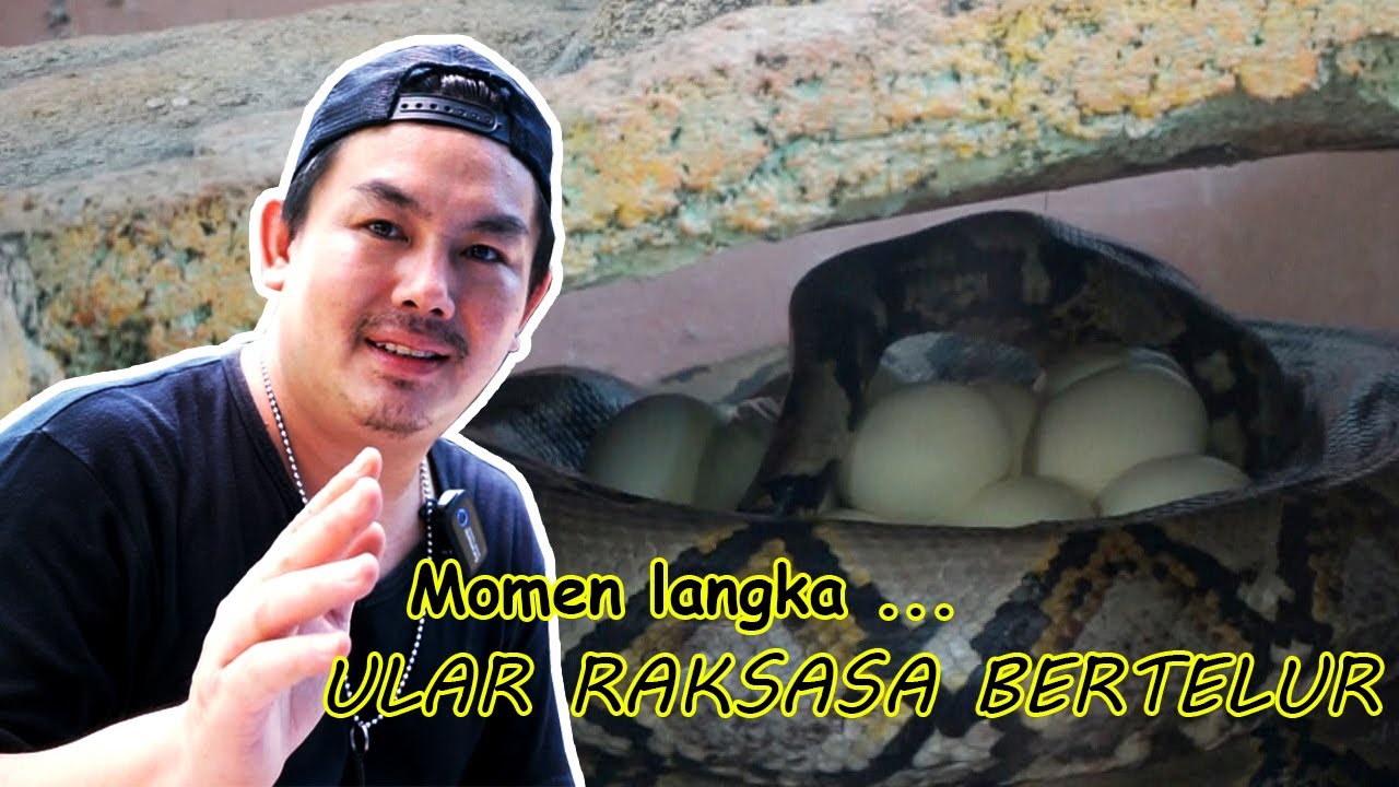 BEGINILAH CARA ULAR BERTELUR (RETICULATUS PYTHON) - YouTube