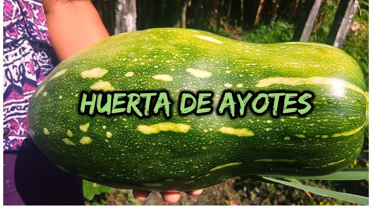 Ayotera Ayotes Calabazas - Huerta de Ayotes - YouTube