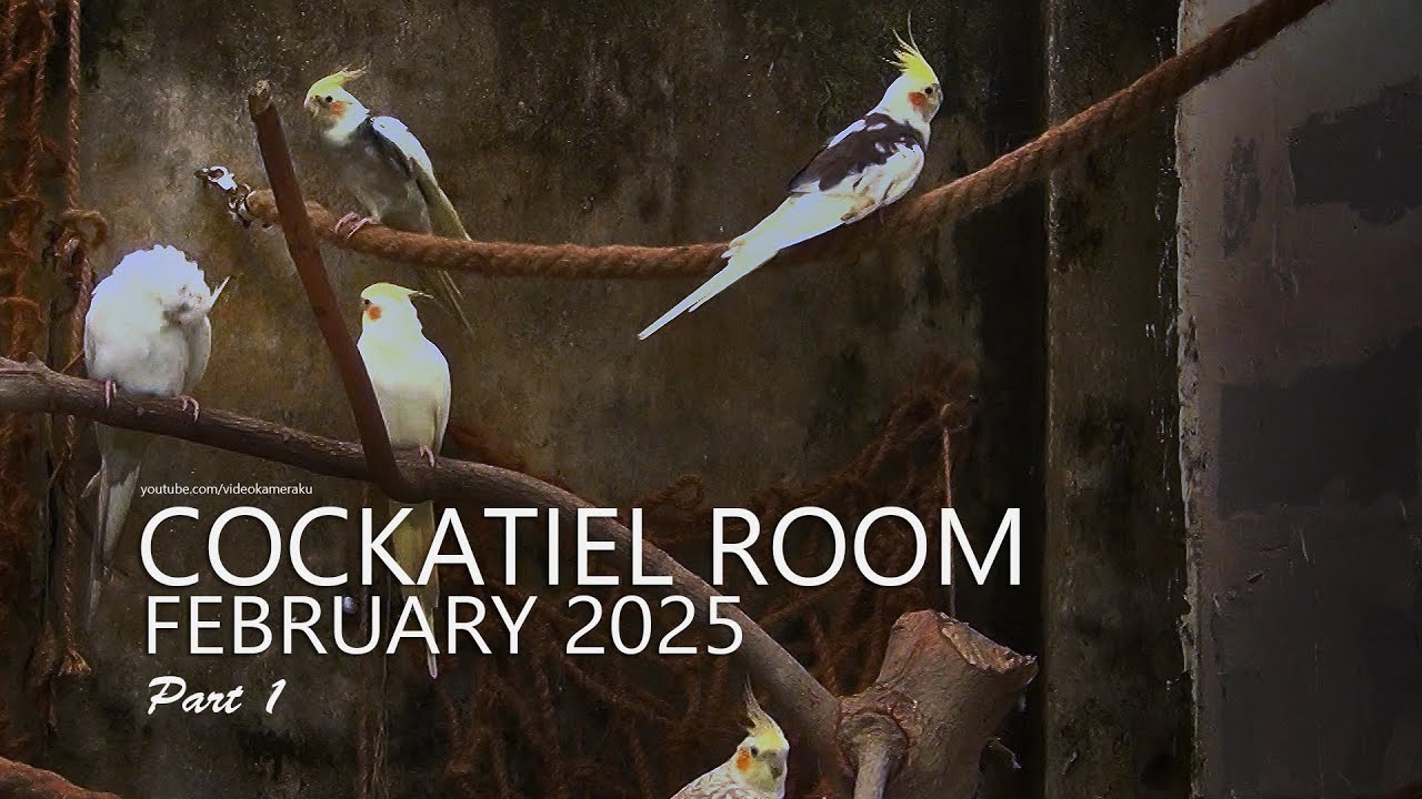 Cockatiel Room: February 2025 | Seeds Tray on Front Table - Part 1 ...