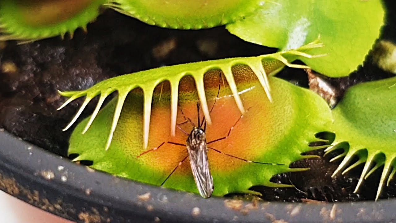 모기를 잡아먹는 공포의 식물, 파리지옥! 식충식물 최강자 Venus Flytrap Hunting Mosquitoes ...