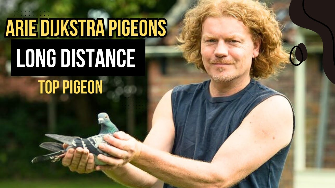 🏆 Arie Dijkstra’s Champion Racing Pigeons: Felice, Valerie & More ...