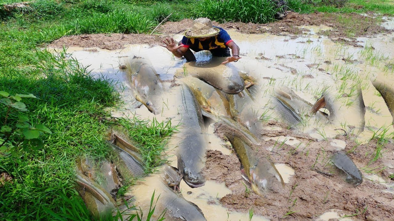 Summer river Catfishing weather Fish Farm The fish floats through the ...