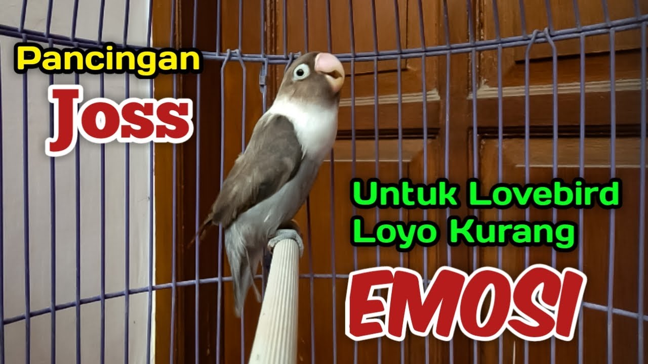 Suara Burung LOVEBIRD GACOR Ngekek Panjang, Pancingan JOSS Untuk ...