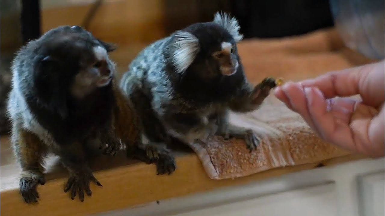 Maya explains Momo and Appa's use for their tails at Alveus - YouTube