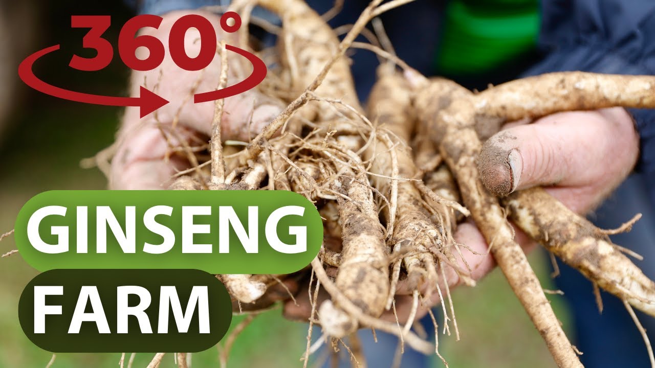 360 Ontario Ginseng Farm - YouTube