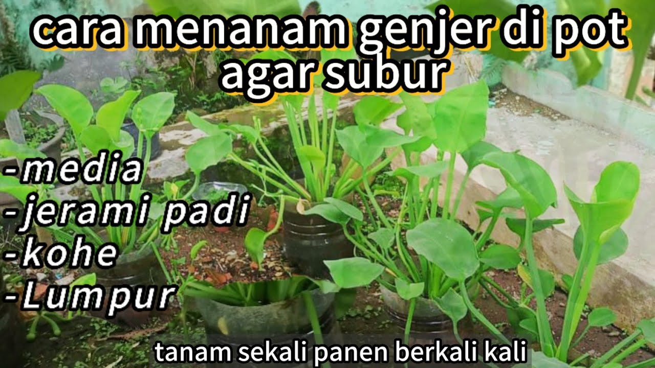 media dan cara menanam genjer di pot agar subur - YouTube