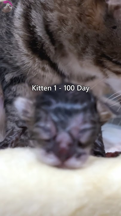 Timelapse Kitten Day 1 - Day 100 Cute😍😍 #kucing #kucinglucu #kitten #suaraanakkucing - YouTube