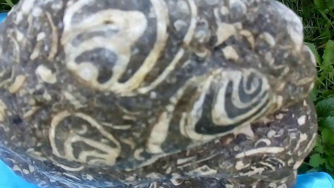 Actaeonella Gigantea - YouTube