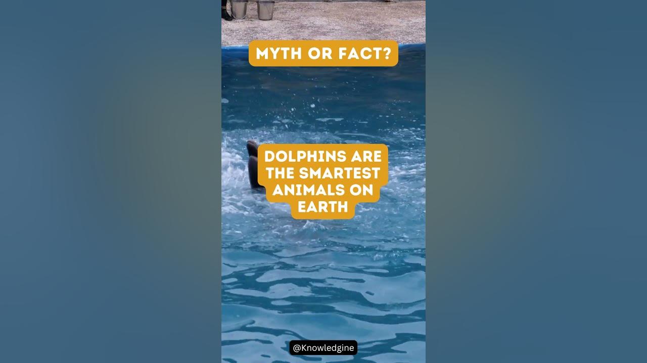 Myth Or Fact YouTube myth-or-fact-youtube