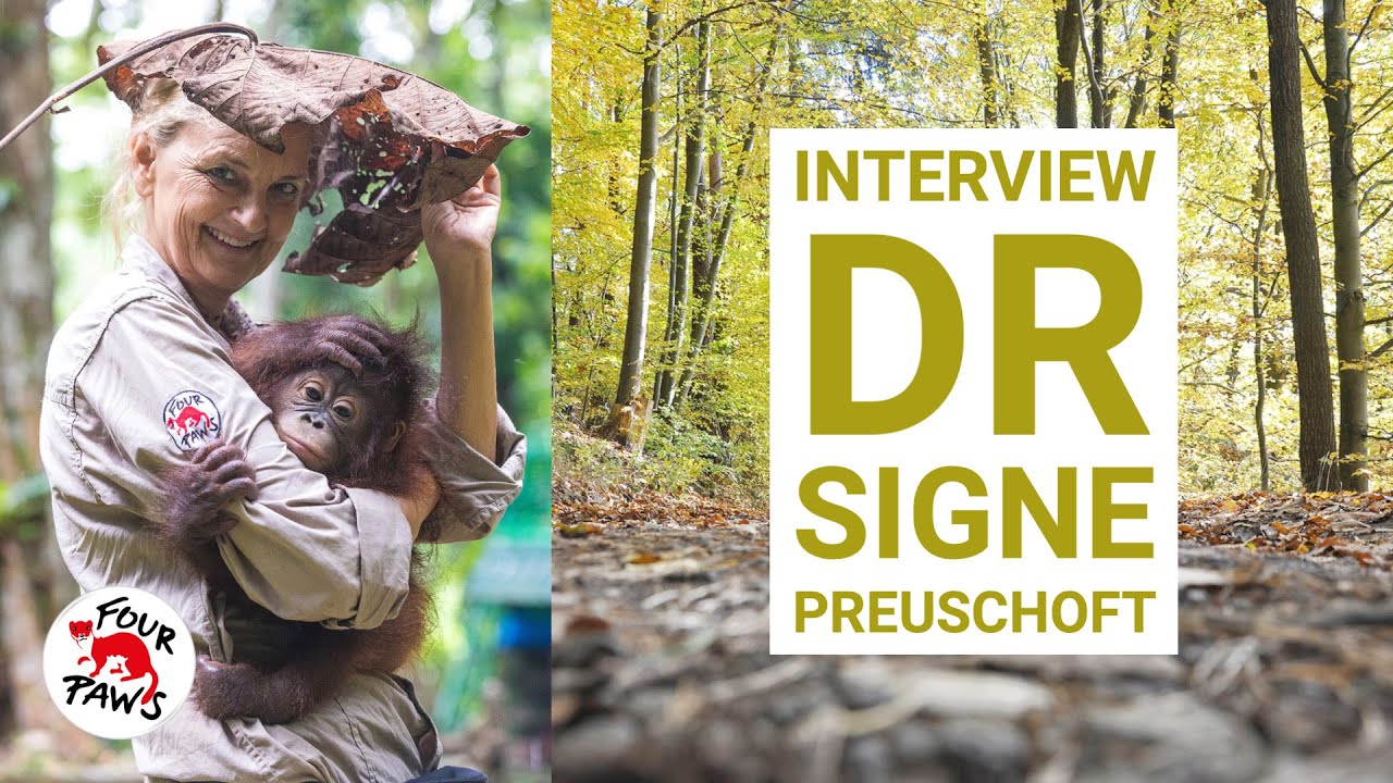 Q&A with Dr Signe Preuschoft at ORANGUTAN FOREST SCHOOL in Borneo - YouTube